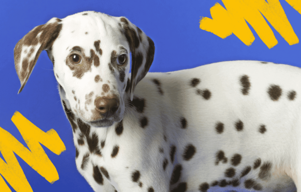 The Perfect Puppy Starter Package — DOGTV | TV channel for Dogs and ...